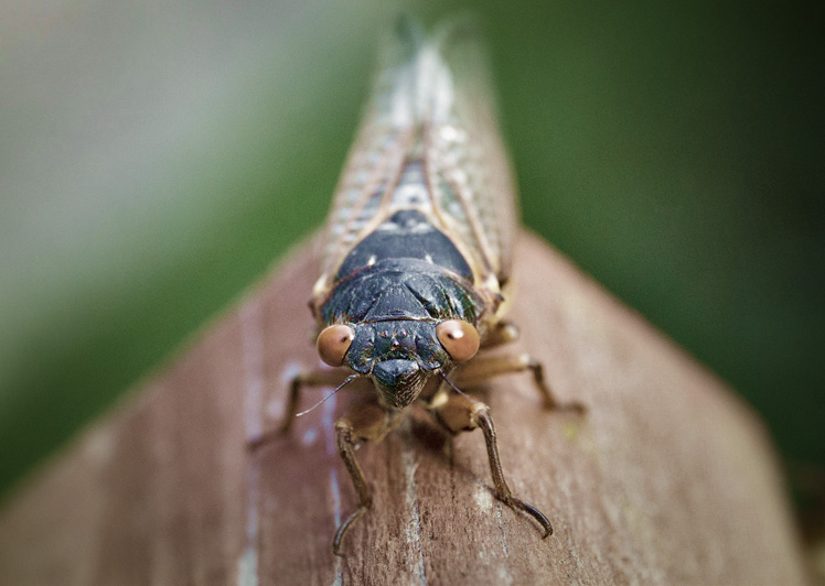 Southern Summer Haiku – The Incidentalist